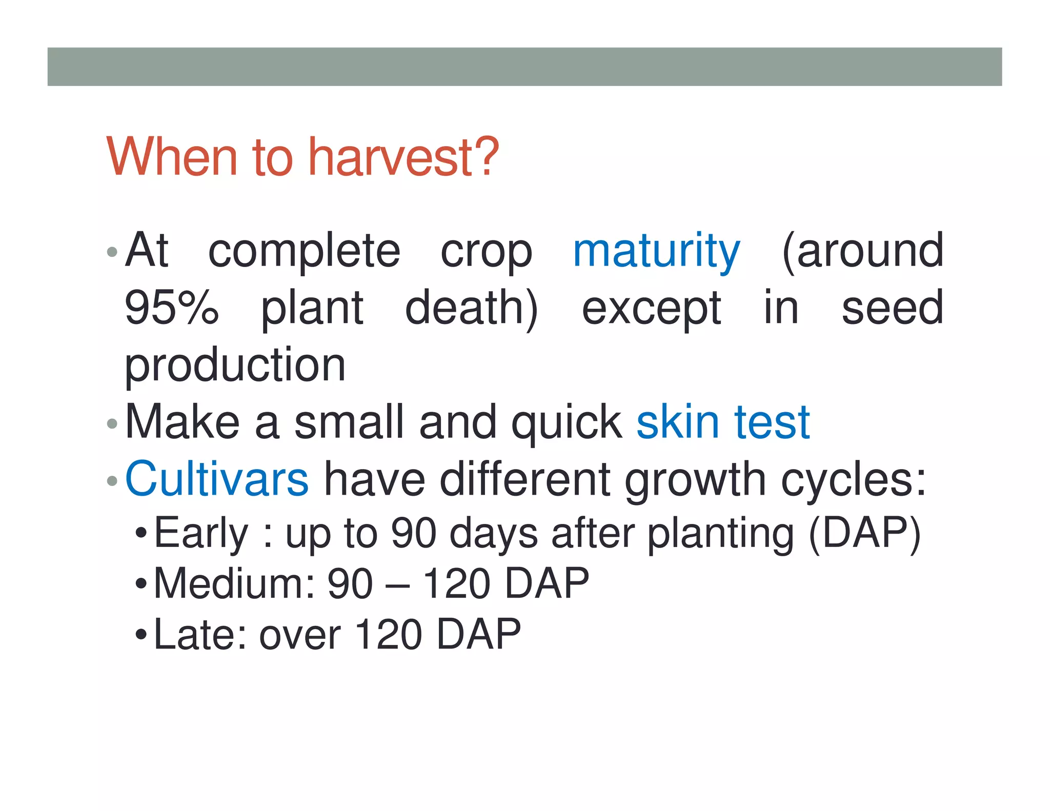 Potato post maturity management | PDF