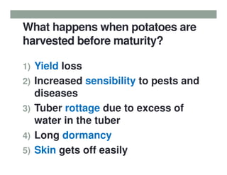 Potato post maturity management | PDF