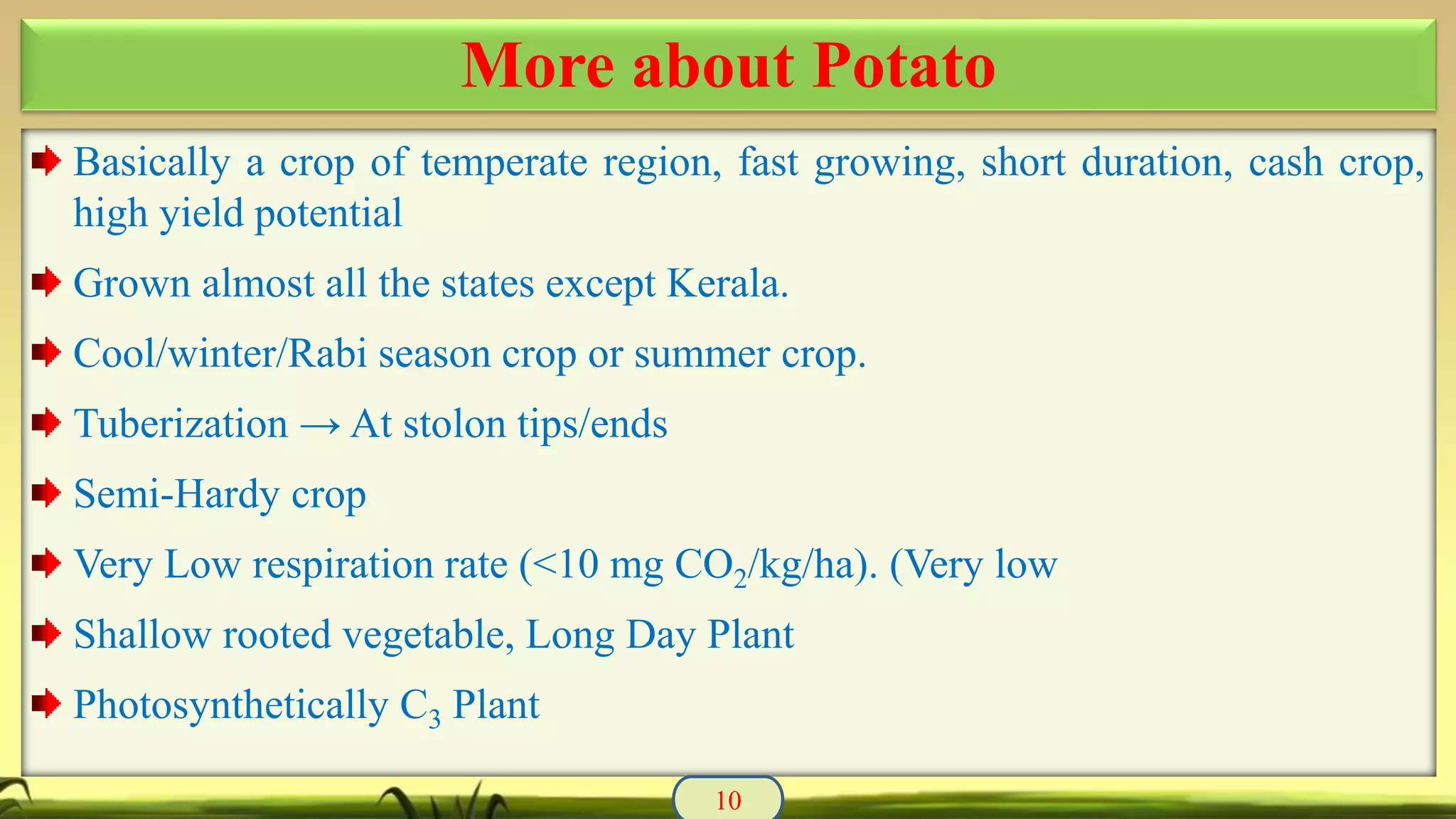 Potato ppt | PDF