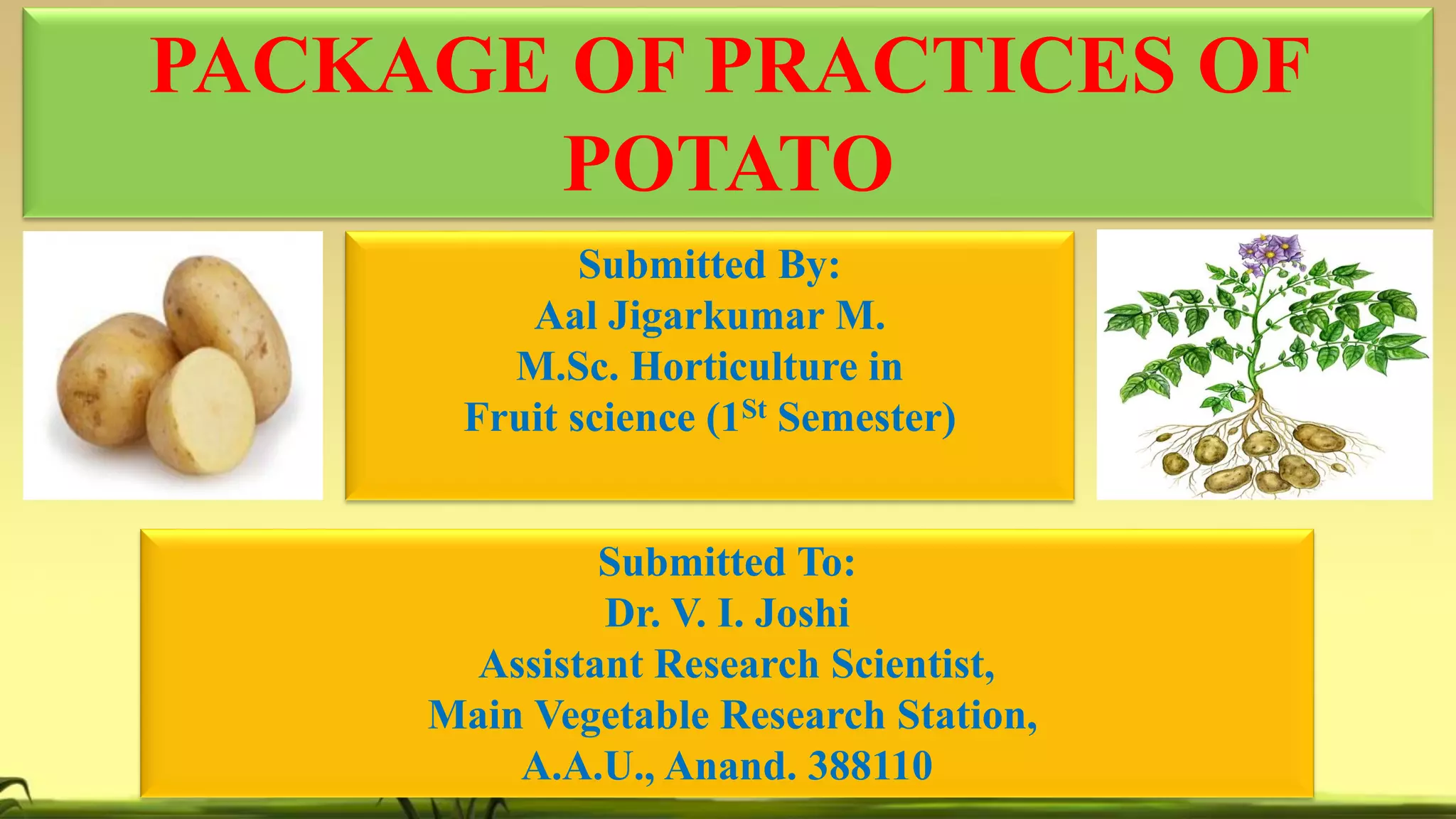 Potato ppt | PDF