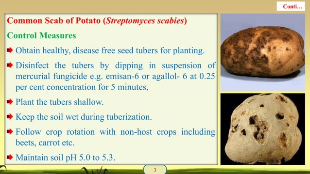 Potato ppt | PPT