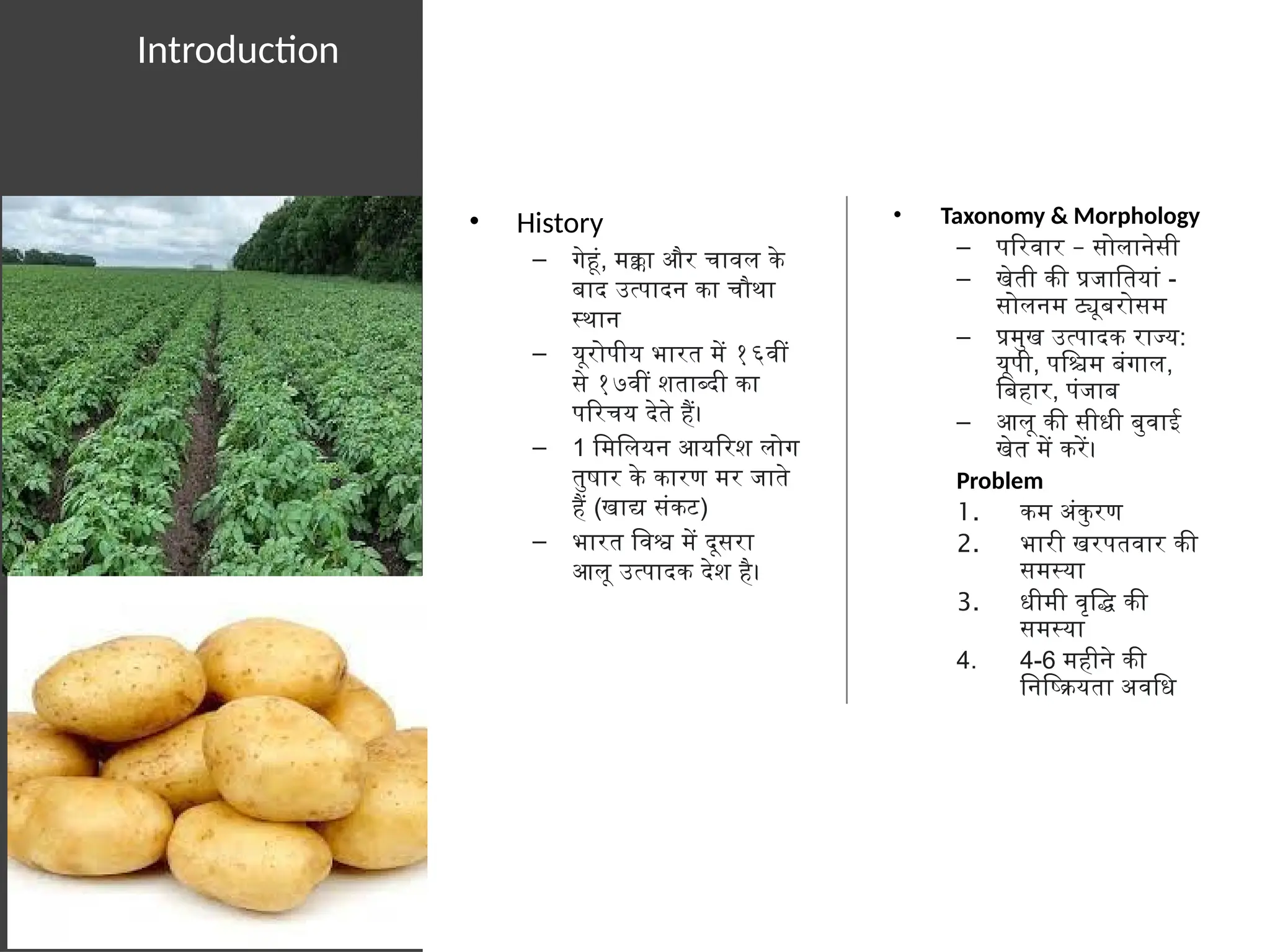 Potato PPT Mirador Ludhiana - Read-Only.pptx