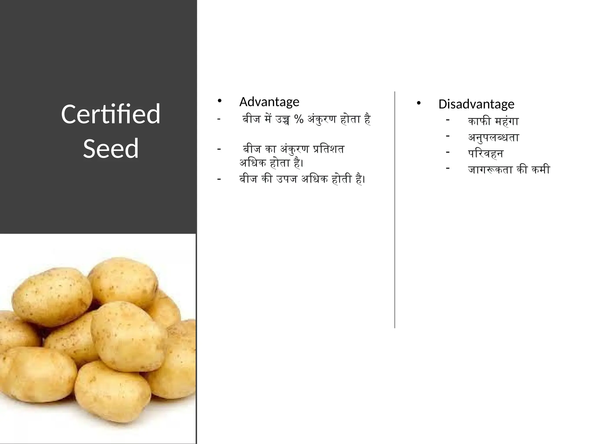 Potato PPT Mirador Ludhiana - Read-Only.pptx