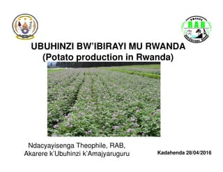 Potato production in Rwanda | PDF