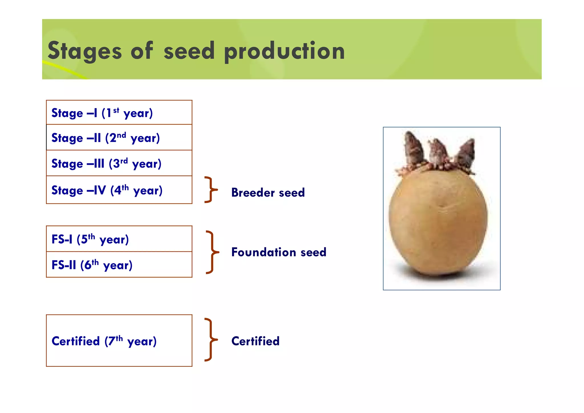 Potato seed production systems | PDF