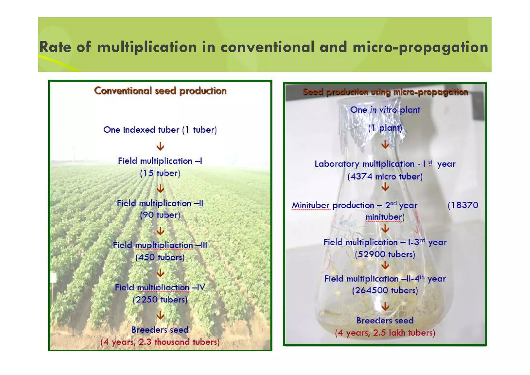 Potato seed production systems | PDF