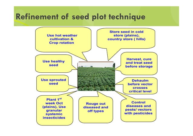 Potato seed production systems | PDF