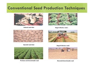 Potato seed production systems | PDF