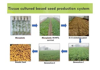Potato seed production systems | PDF