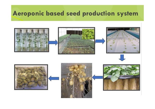 Potato seed production systems | PDF