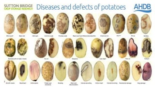 POTATO SNACKS MANUFACTURING | PPTX