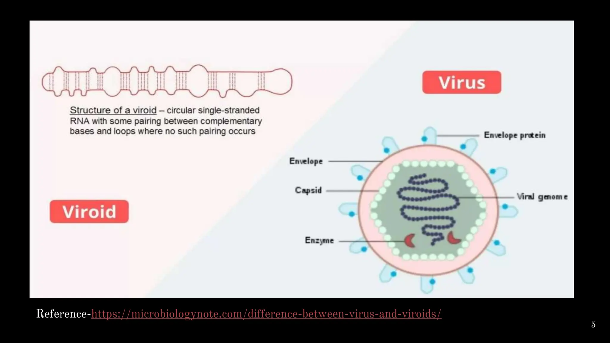 Potato spindle tuber disease VIRIOID DISEASE | PPTX