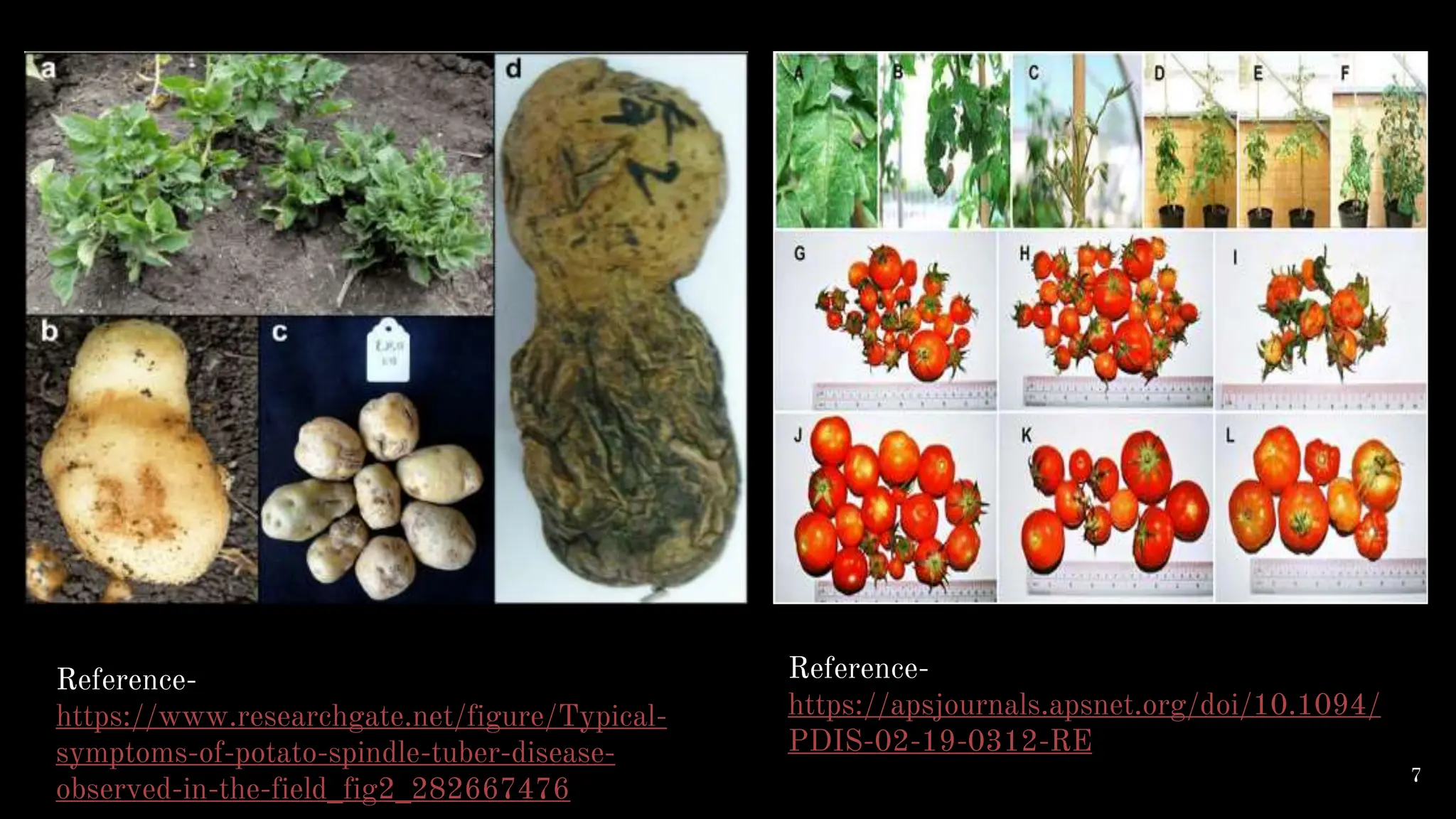 Potato spindle tuber disease VIRIOID DISEASE | PPTX