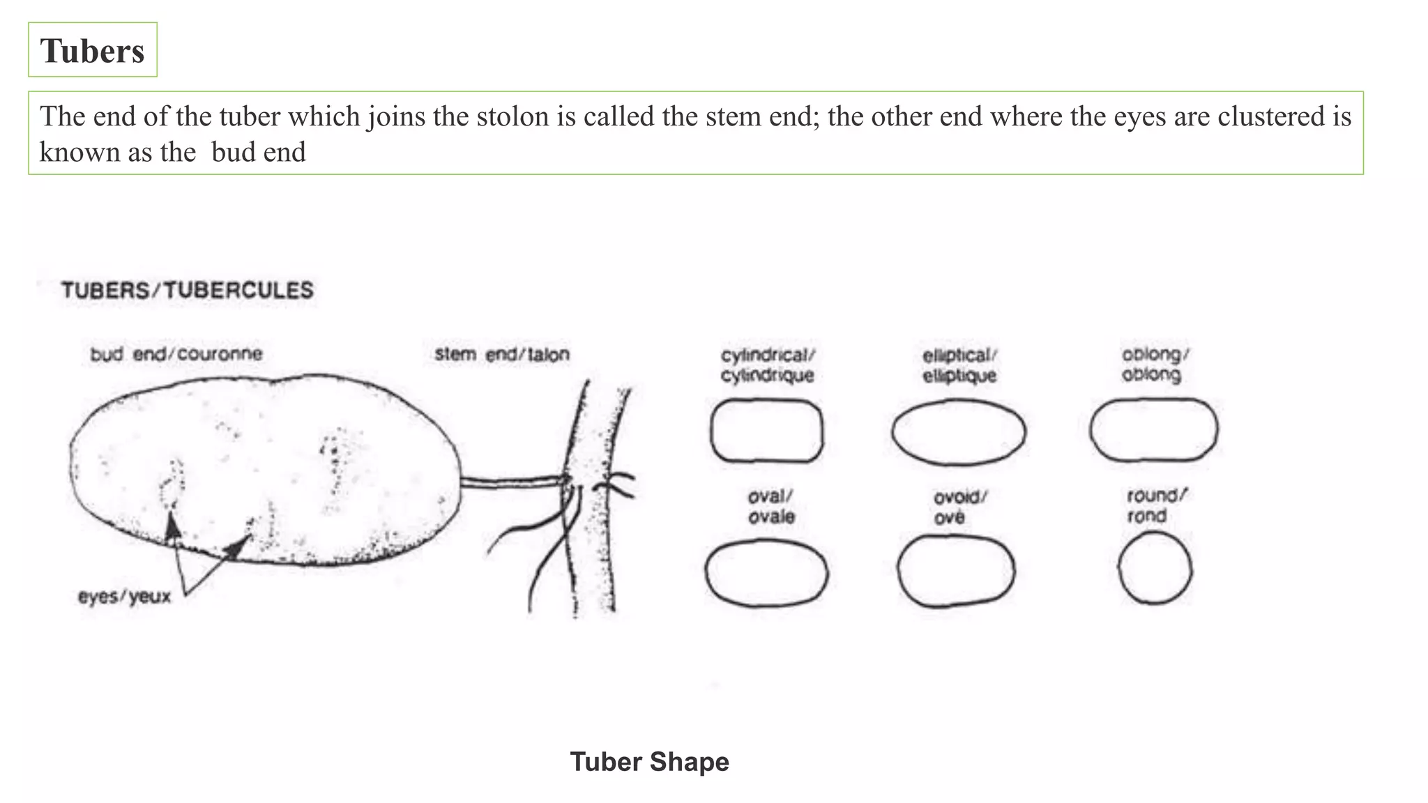 Potato & tuber crops morphology | PPTX