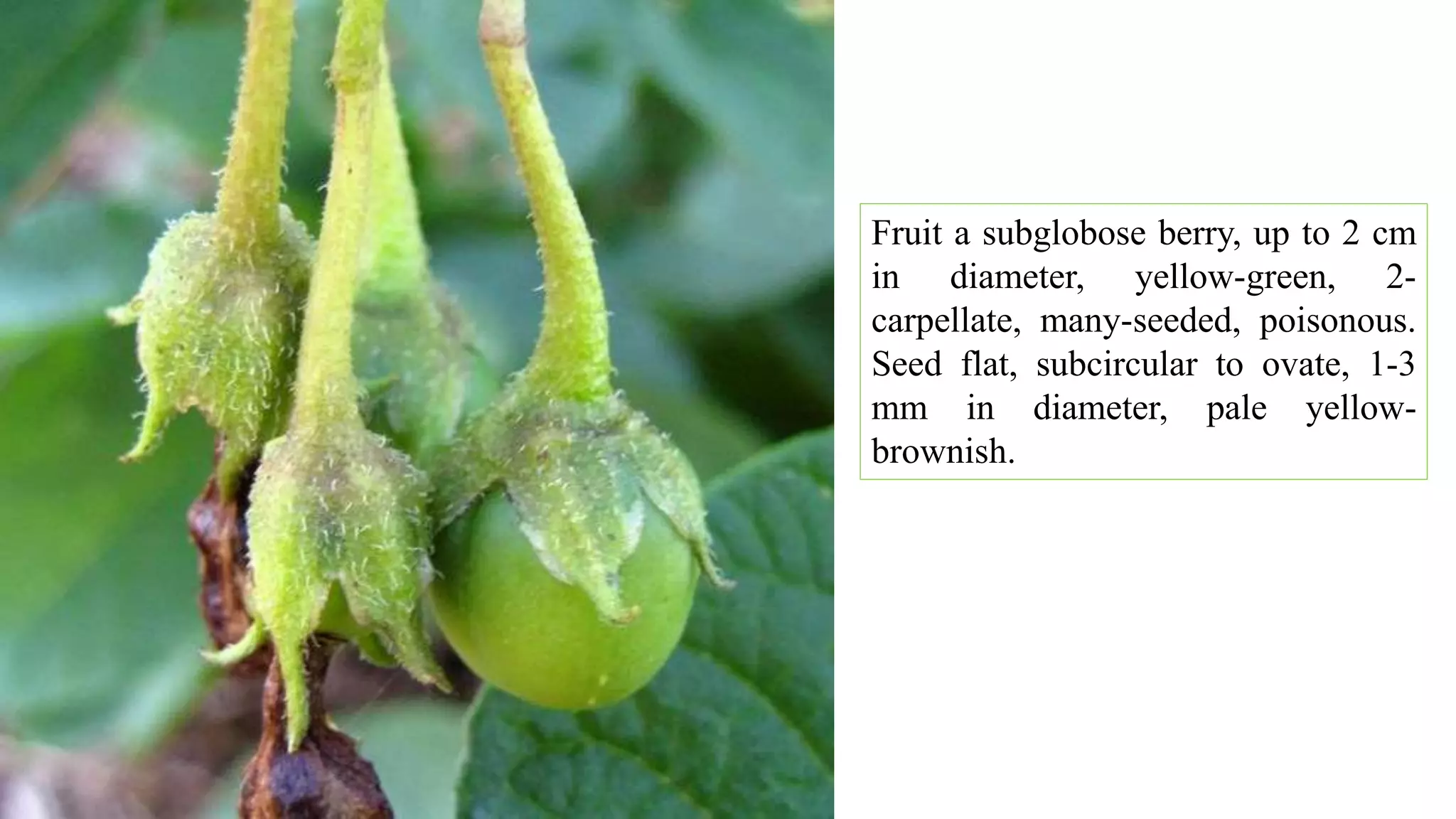 Potato & tuber crops morphology | PPTX