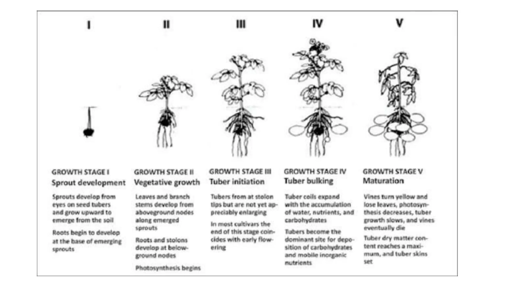Potato & tuber crops morphology | PPTX