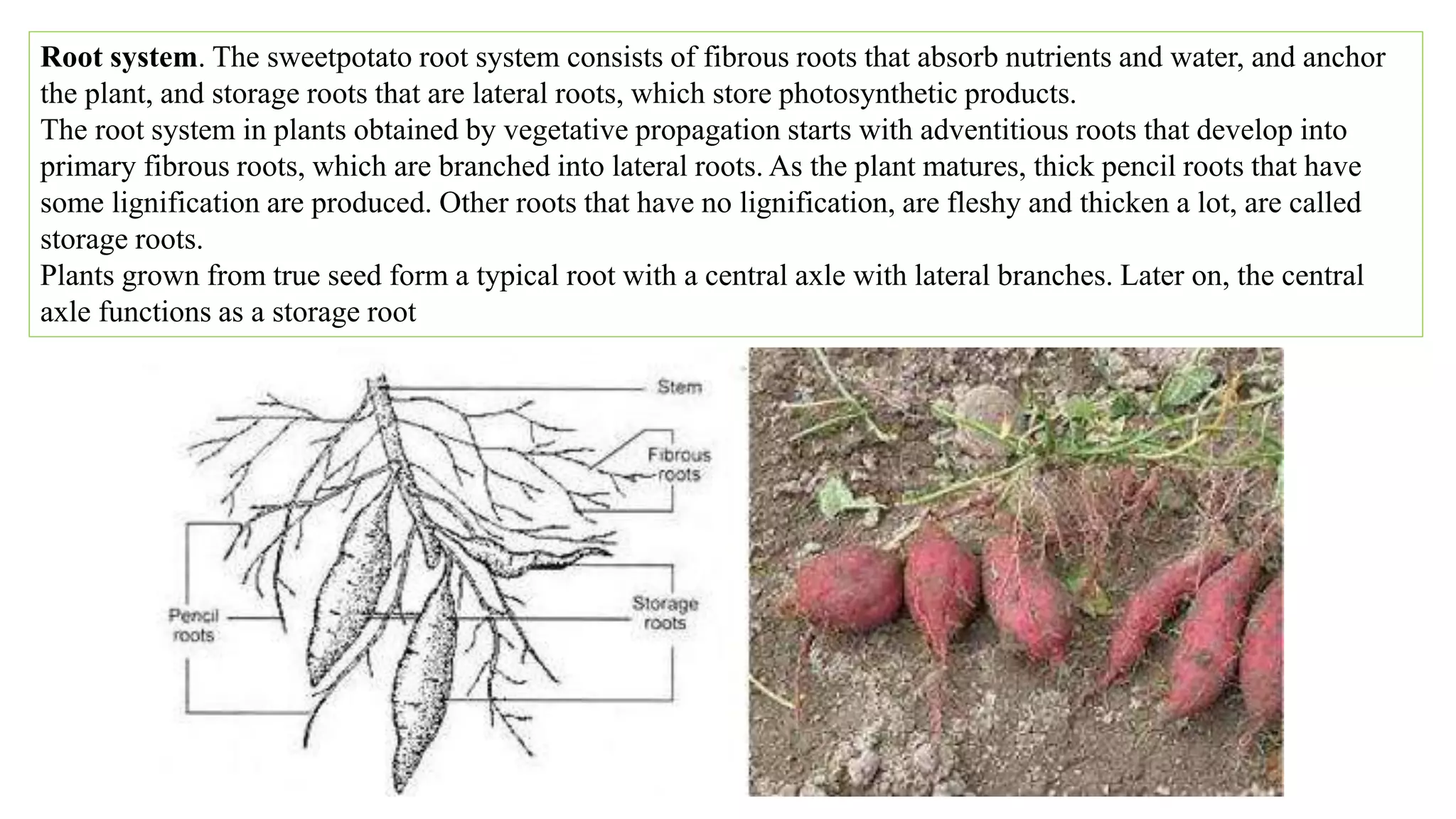 Potato & tuber crops morphology | PPTX