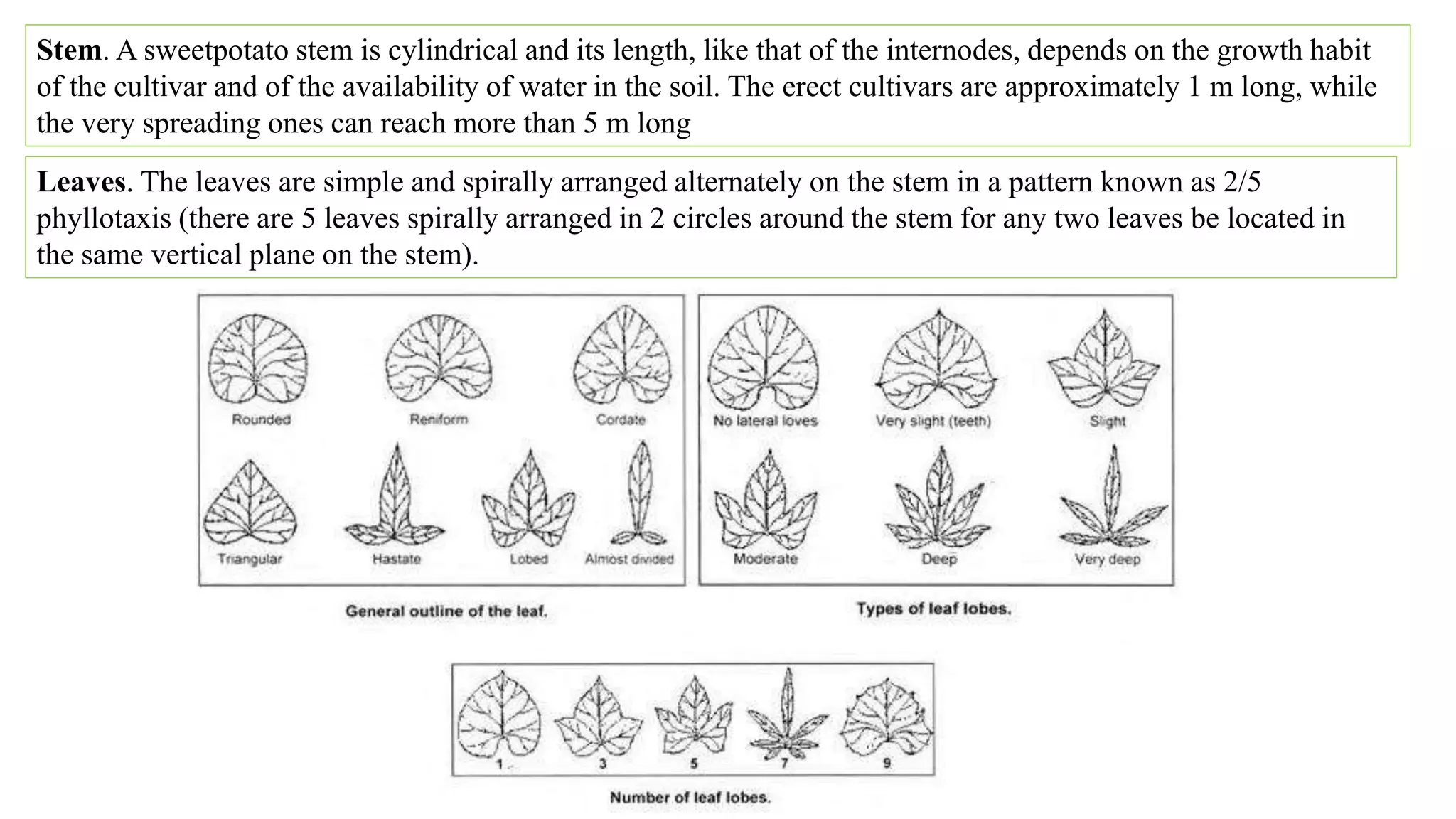 Potato & tuber crops morphology | PPTX