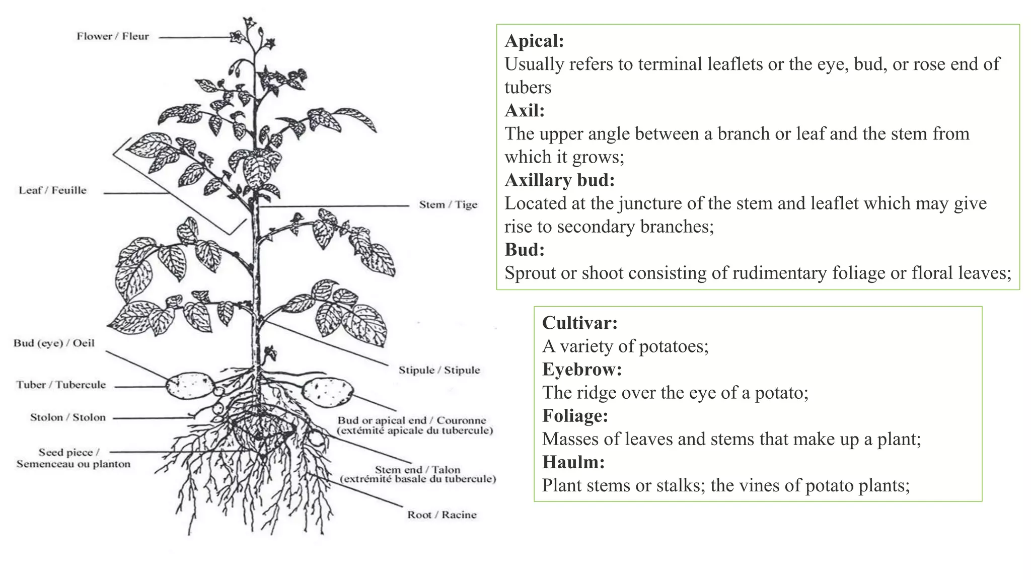Potato & tuber crops morphology | PPTX