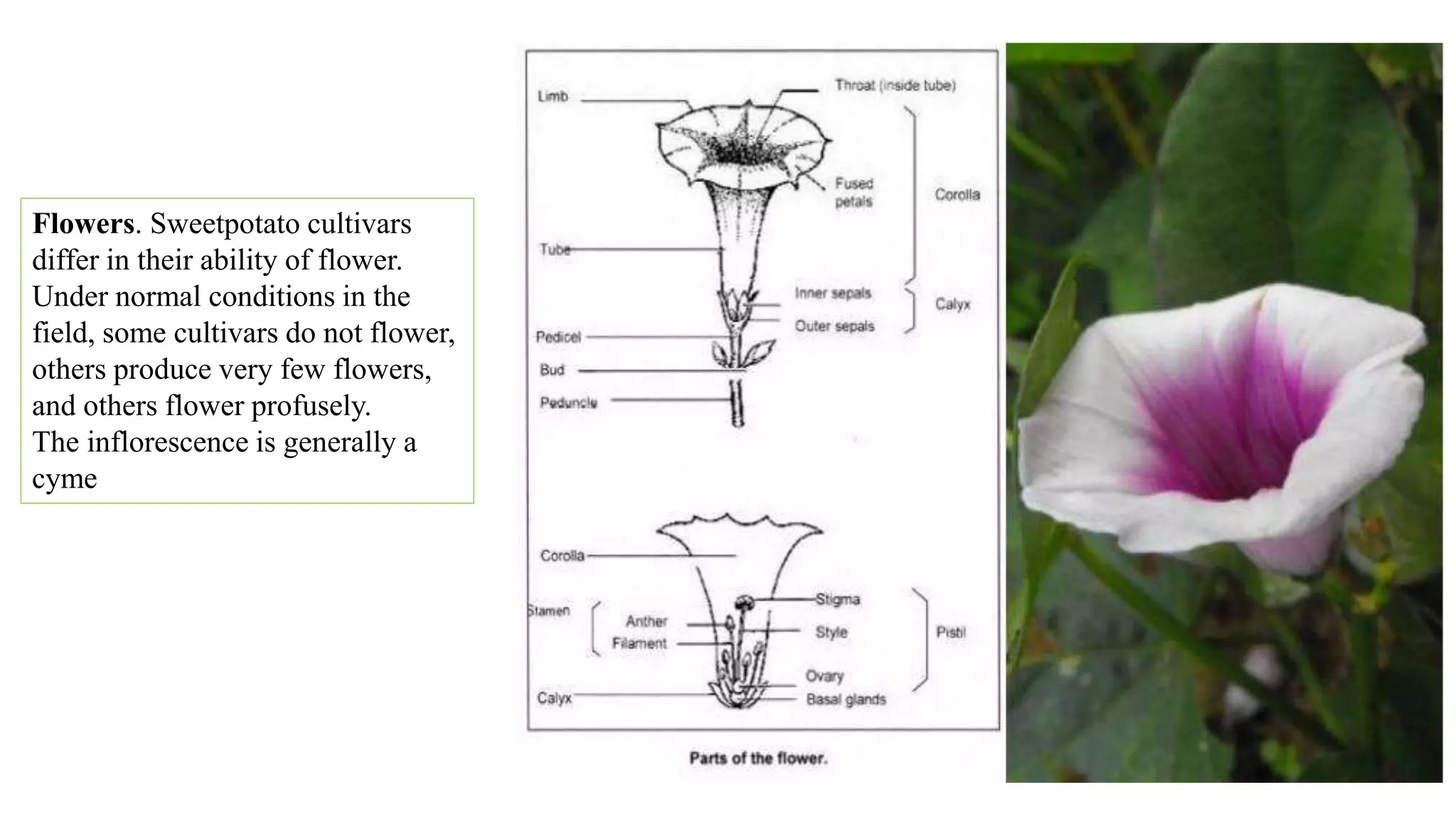 Potato & tuber crops morphology | PPTX