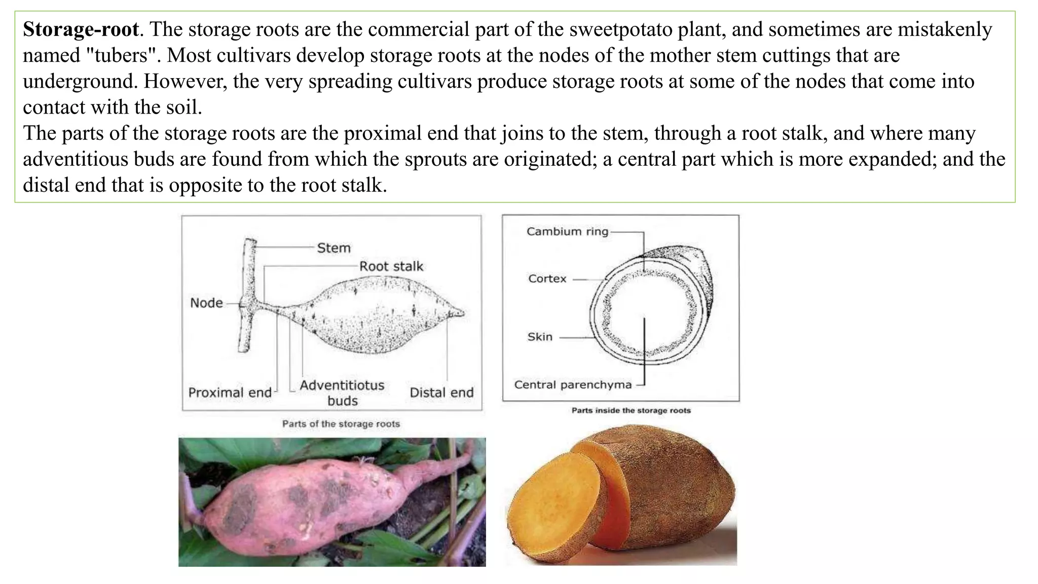 Potato & tuber crops morphology | PPTX