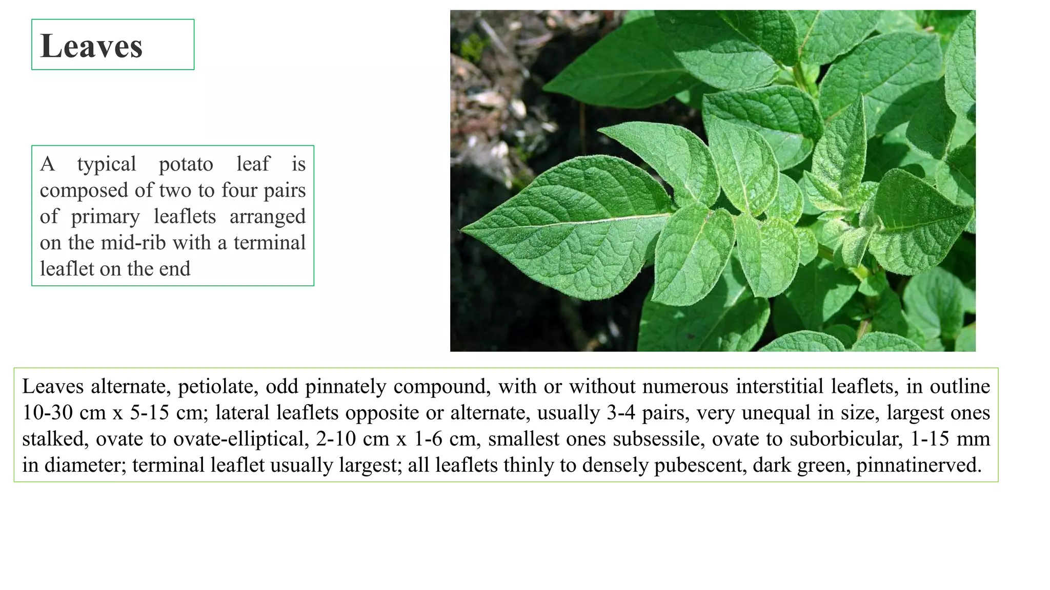 Potato & tuber crops morphology | PPTX