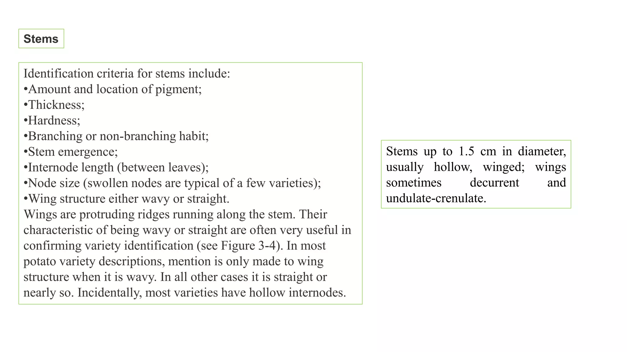 Potato & tuber crops morphology | PPTX