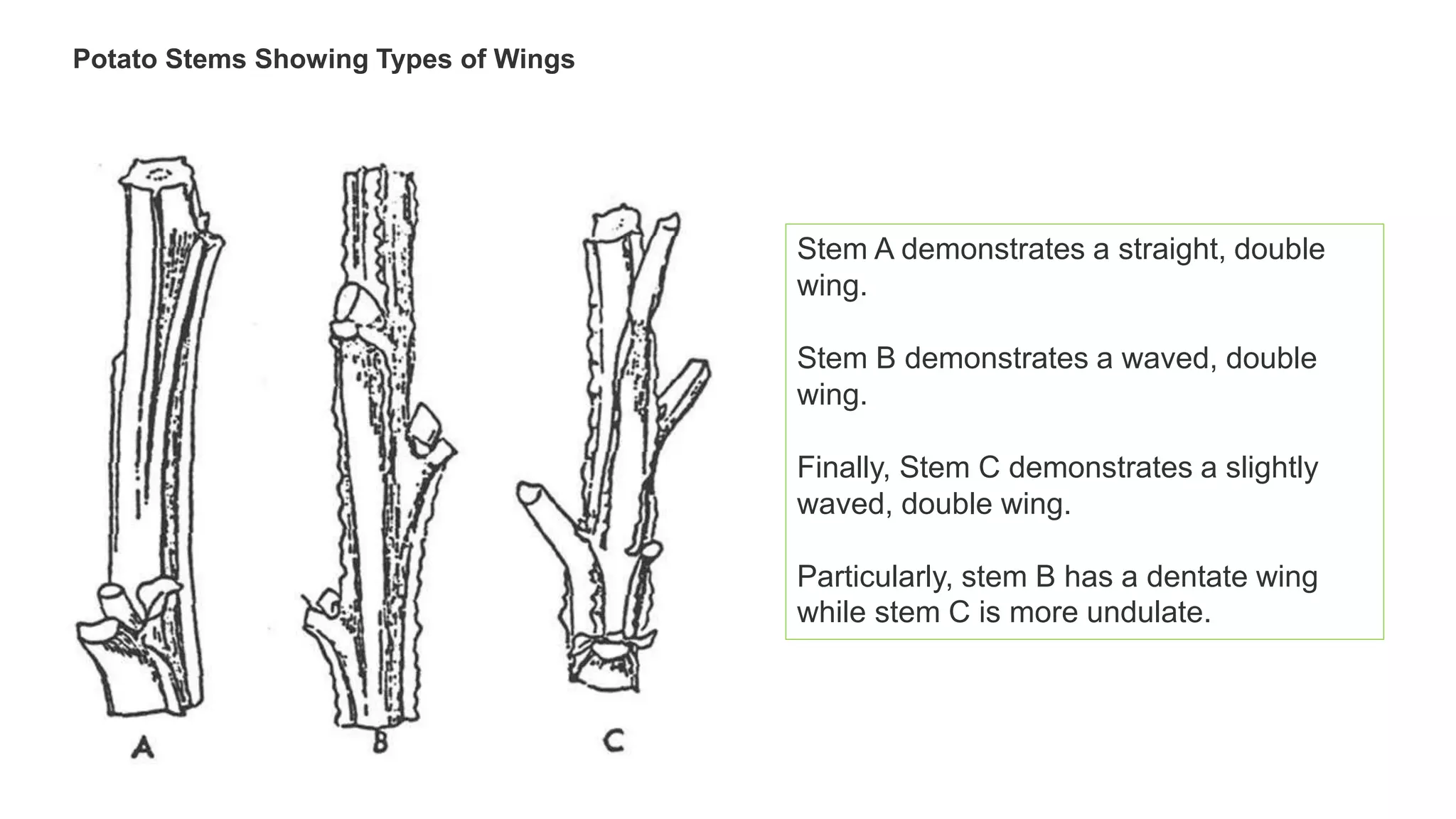 Potato & tuber crops morphology | PPTX