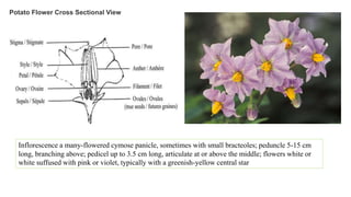 Potato & tuber crops morphology | PPTX