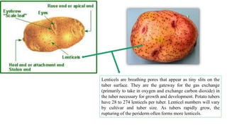 Potato & tuber crops morphology | PPTX