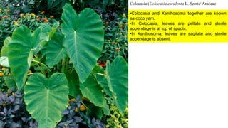 Potato & tuber crops morphology | PPTX