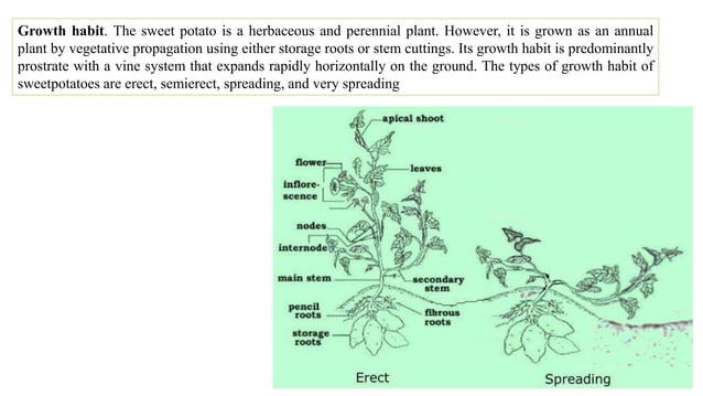 Potato & tuber crops morphology | PPTX
