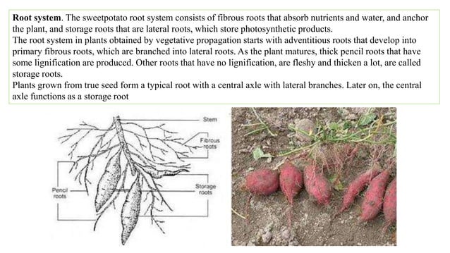 Potato & tuber crops morphology | PPTX