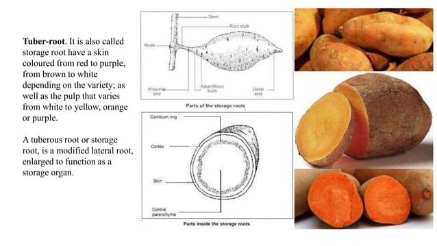 Potato & tuber crops morphology | PPTX