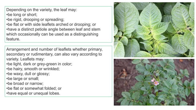 Potato & tuber crops morphology | PPTX