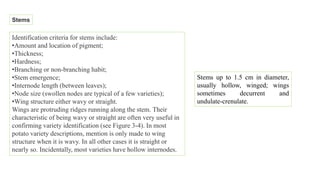 Potato & tuber crops morphology | PPTX