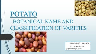 Potato varieties | PPTX
