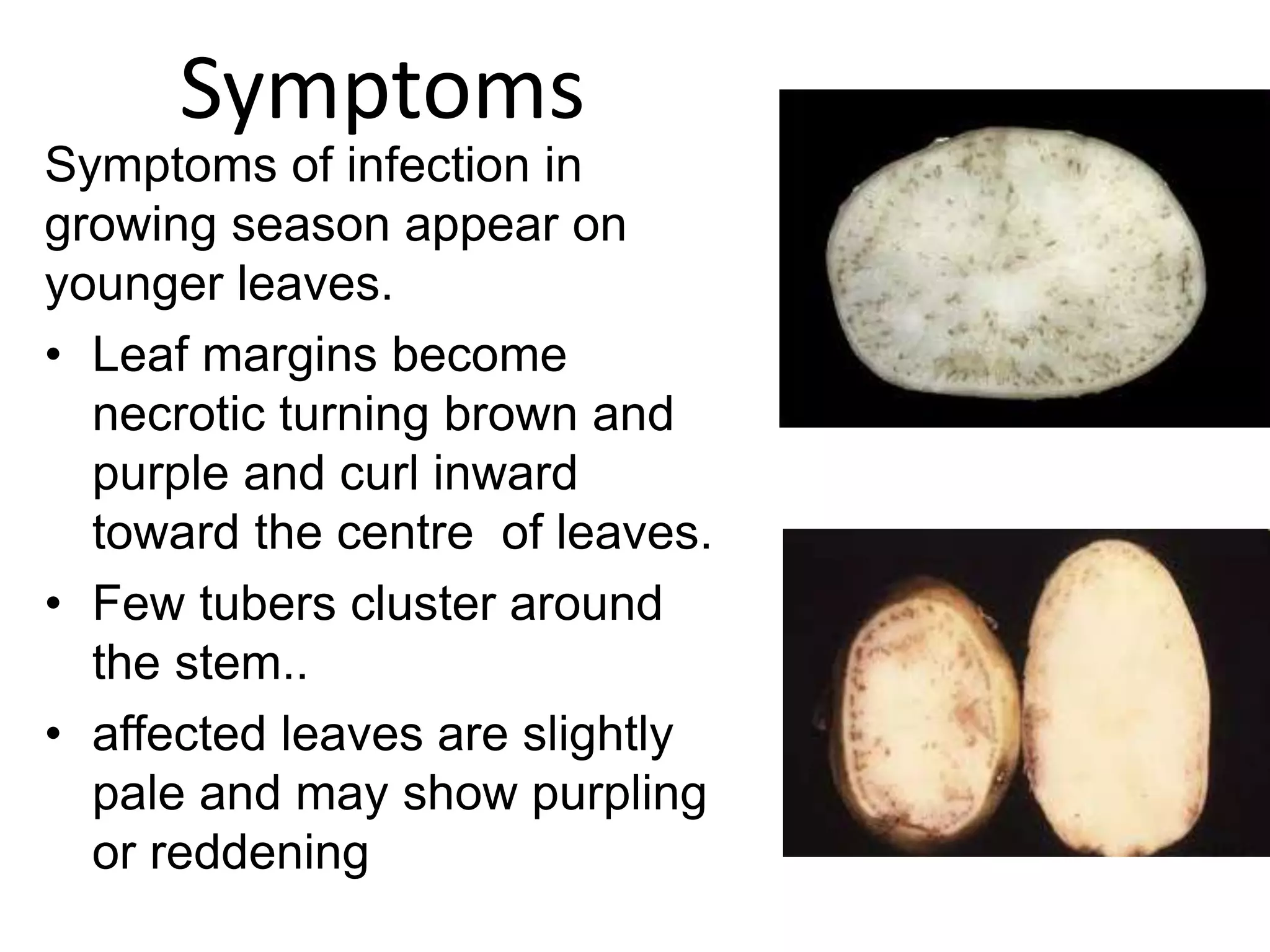Potato virus,PLRV, PVX, PVY. | PPTX