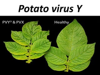 Potato virus,PLRV, PVX, PVY. | PPTX