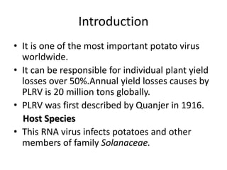Potato virus,PLRV, PVX, PVY. | PPTX