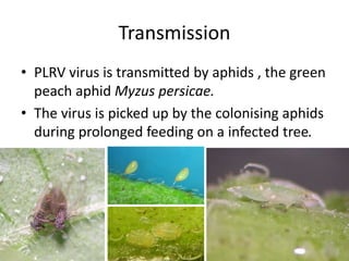 Potato virus,PLRV, PVX, PVY. | PPTX