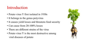 POTATO VIRUS Y .pptx
