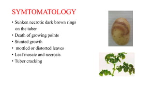 POTATO VIRUS Y .pptx