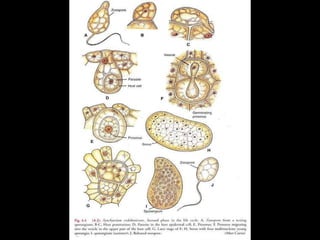 Potato wart disease | PPTX