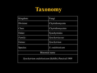 Potato wart disease | PPTX