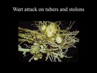 Potato wart disease | PPTX