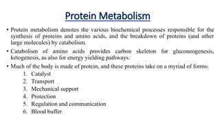 Protein metabolism | PDF