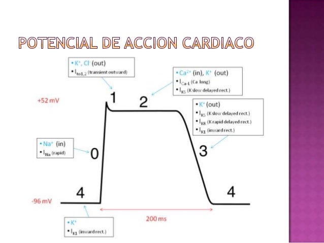 Potencial de accion cardiaco