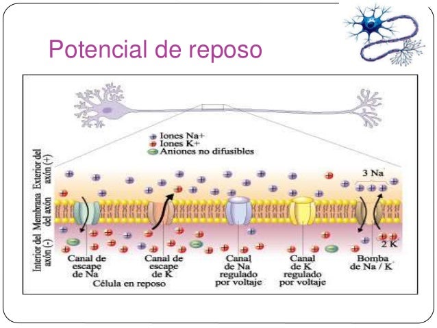 Potencial de acción