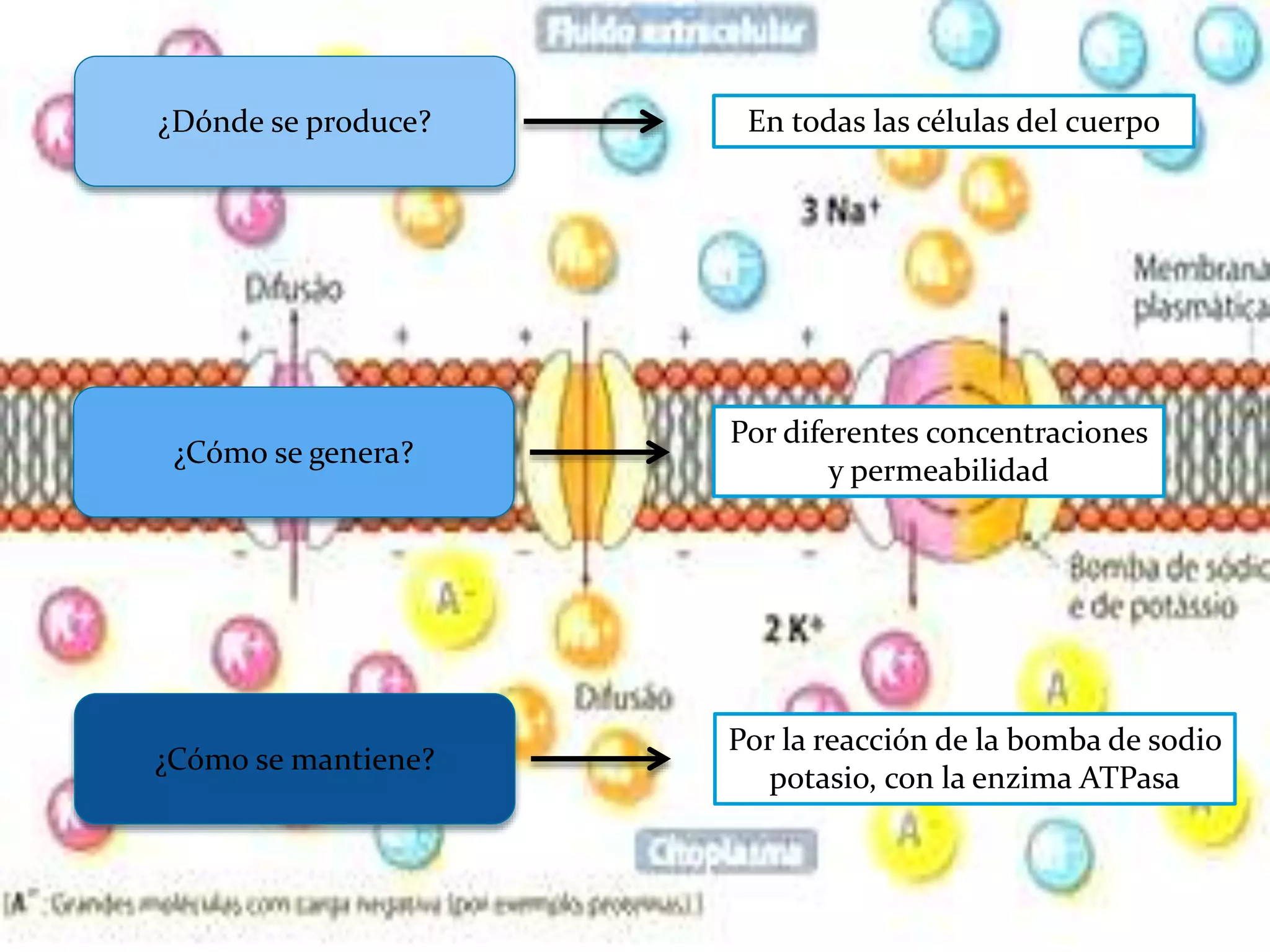 Potencial de membrana | PPT